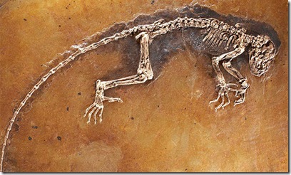 ¿Qué utilidad tienen los fósiles? - Ciencia Explicada